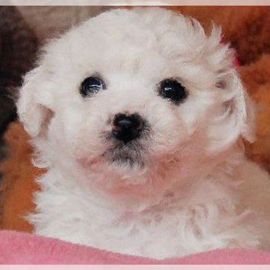 Щенки бишон фризе