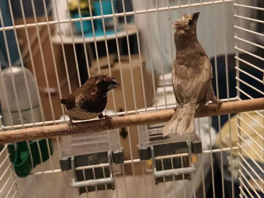 Бронь Японские амадины