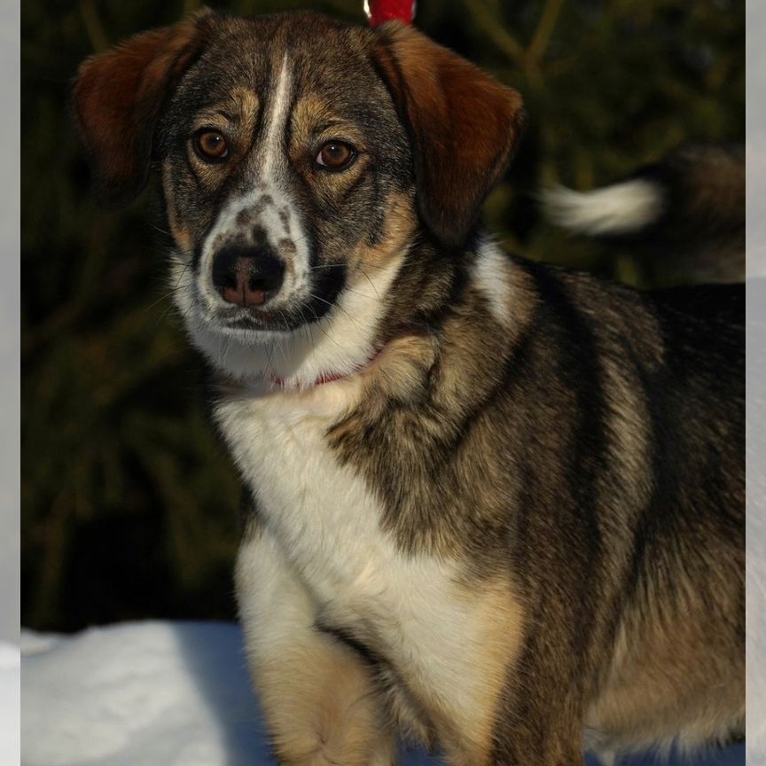 Подопечная приюта