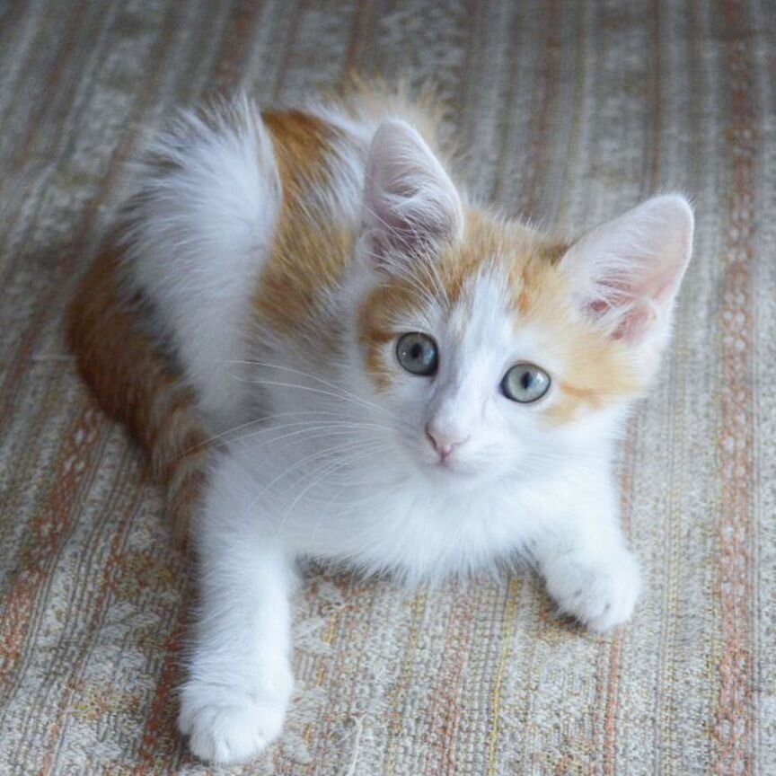 Котенок-мальчик