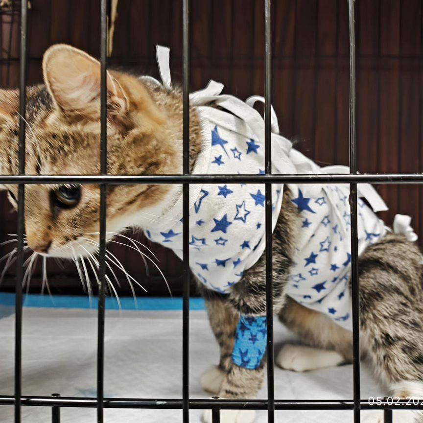 Сжальтесь над кошкой заберите домой