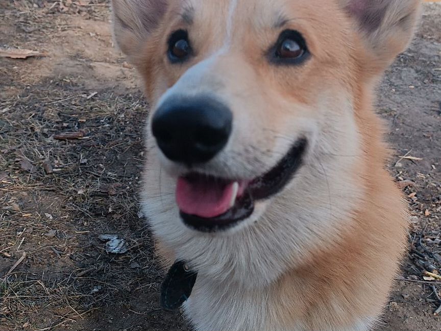 Вельш-корги пемброк