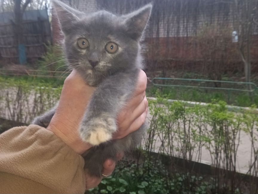 Кошка