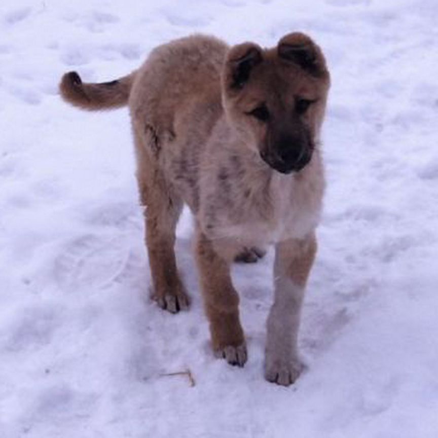 Лайка, щенок