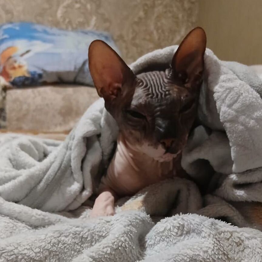 Канадский сфинкс, взрослый кот