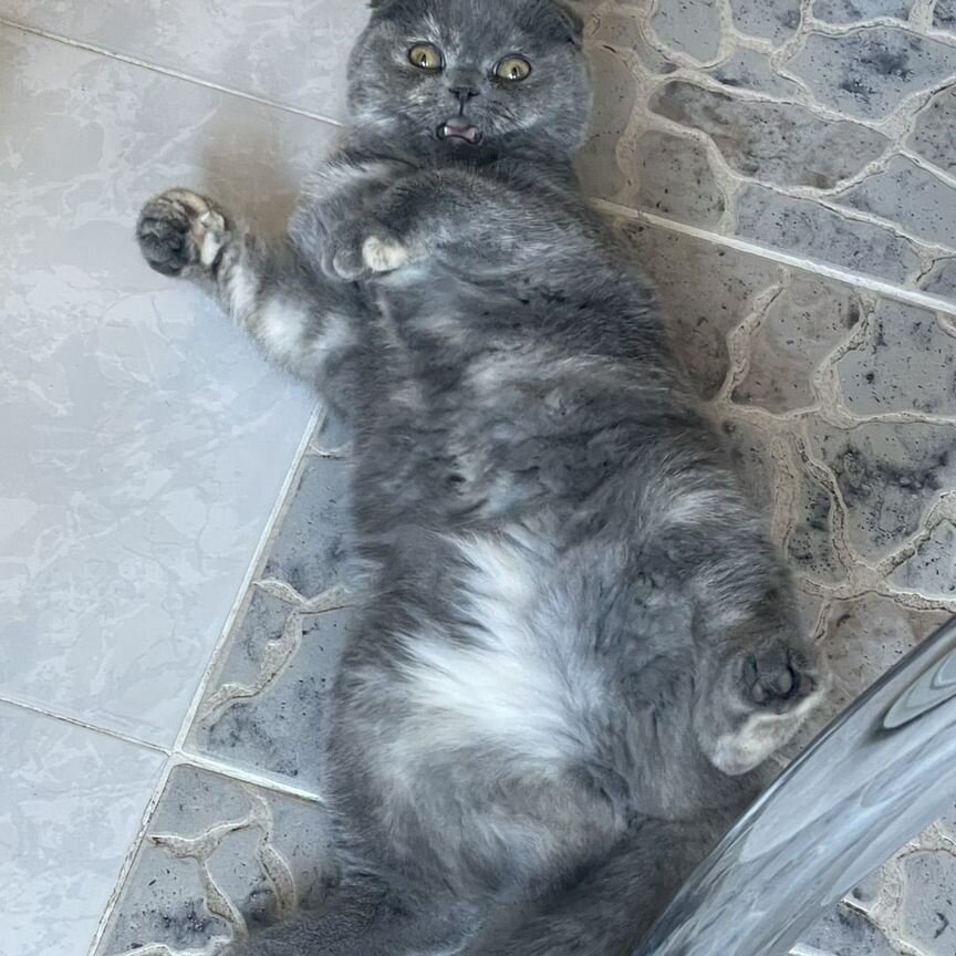 Кошка ищет кота