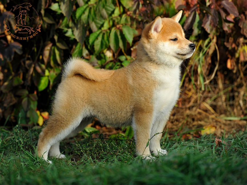Сиба девочка для шоу и души