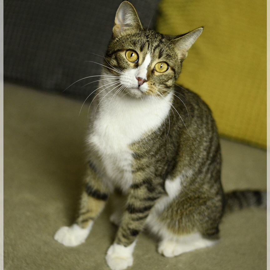 Взрослая кошка в добрые руки