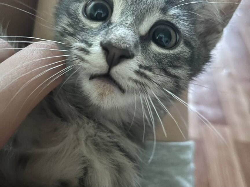 Котенок в добрые руки