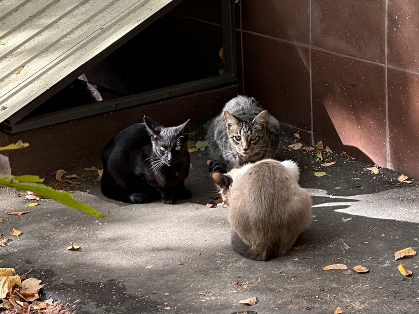 Котята(1-1.5 года) в добрые руки бесплатно