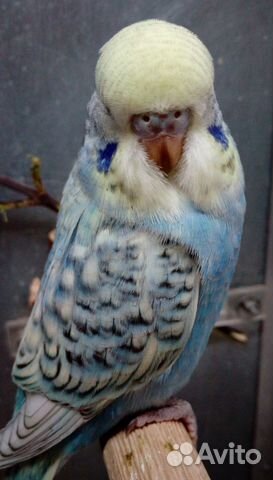 Желтолицый птенчик