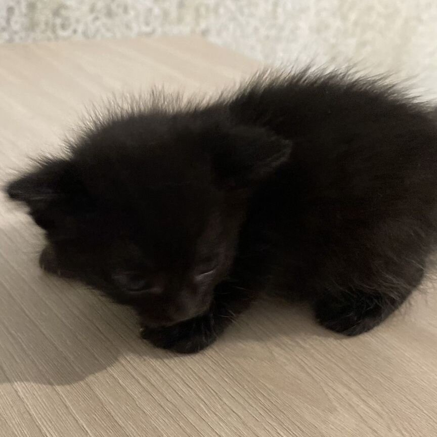 Котята в добрые руки бесплатно