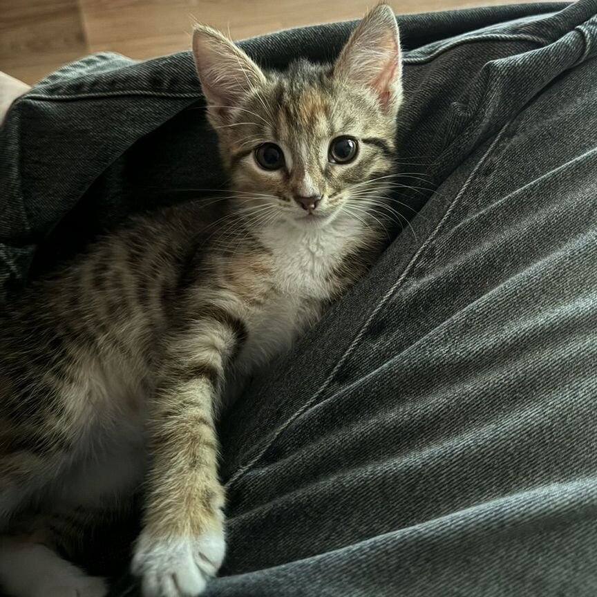 Котенок(девочка)