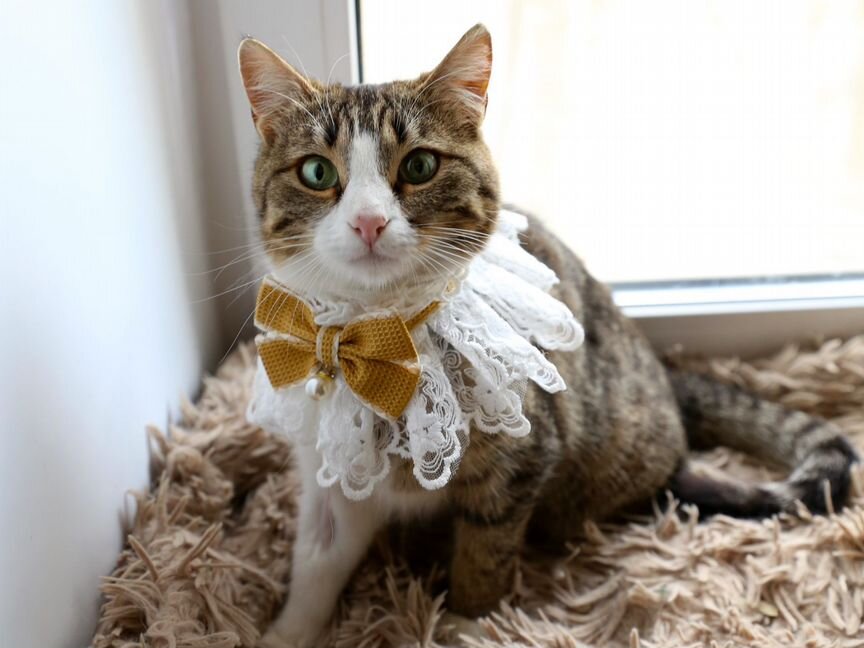 Кошка Дуся в добрые руки