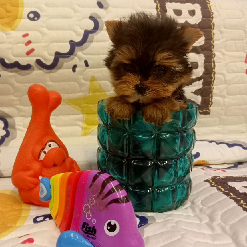 Девочка мини