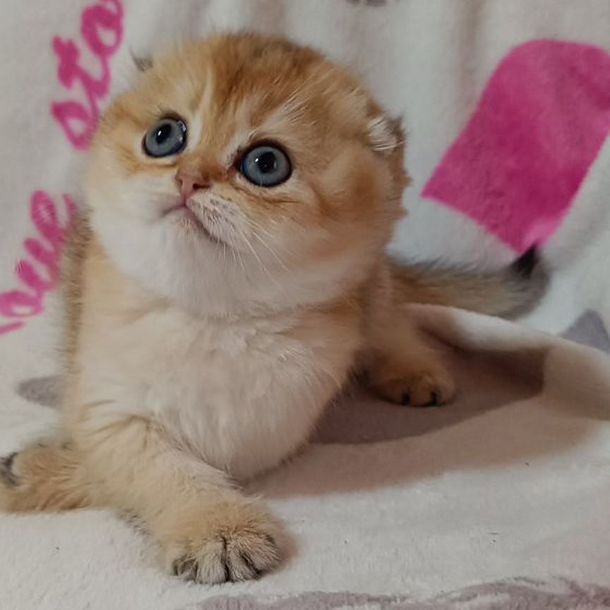 Шотландское золотое счастье