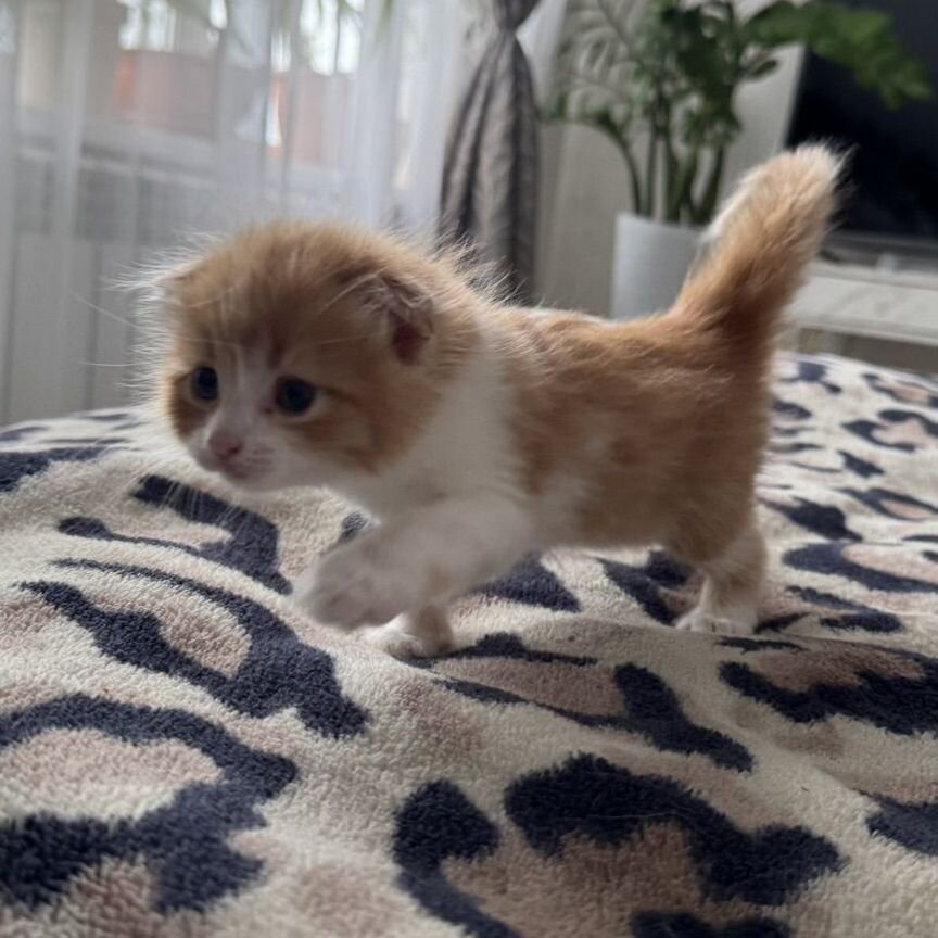 Котята