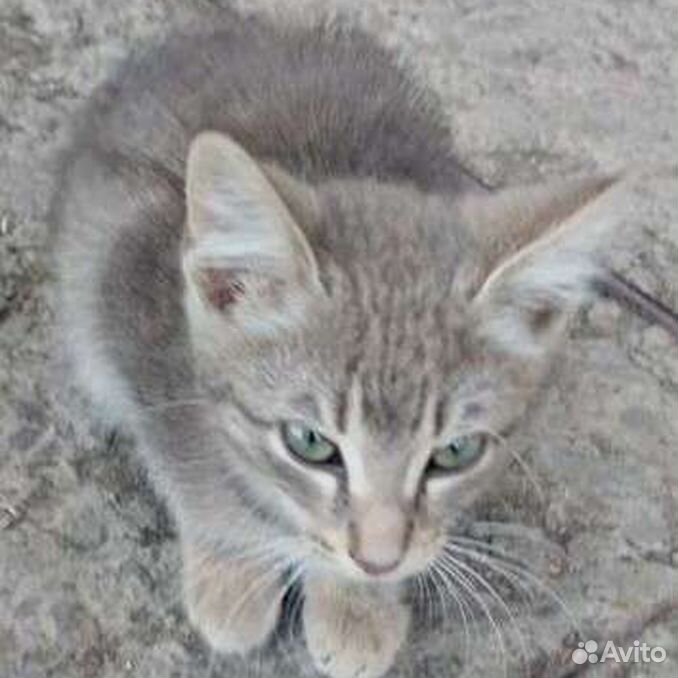 Котик. Порода Сибирский дымчатый