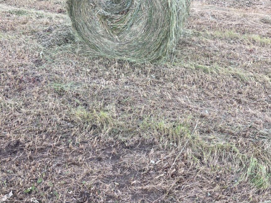 Сено в рулонах 2023