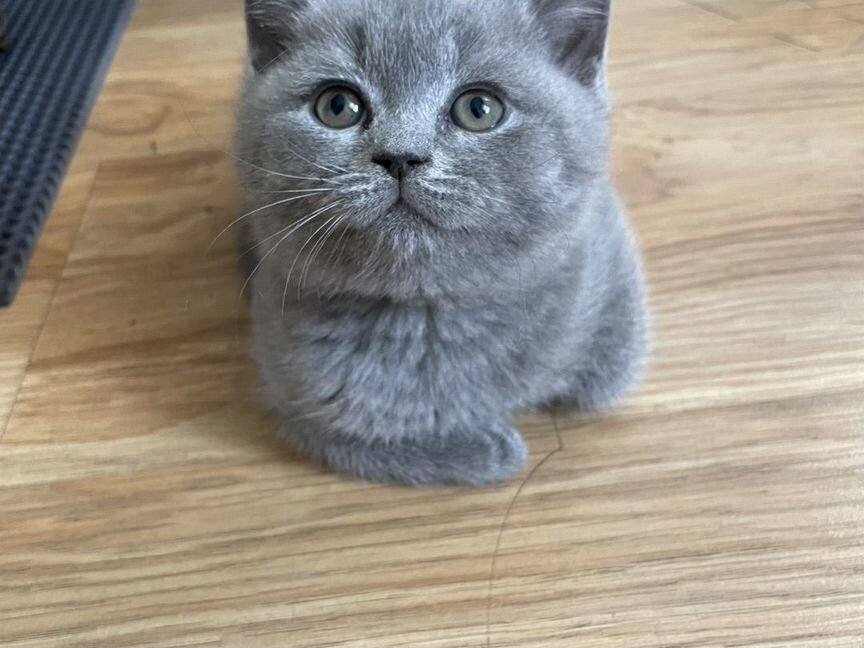 Пушистый плюх