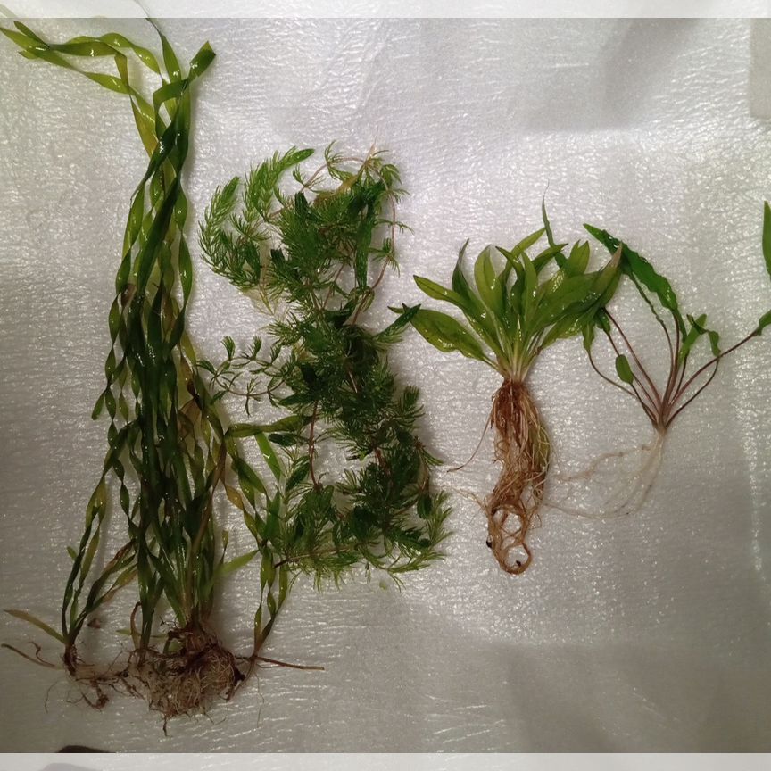 Аквариумные растения набор