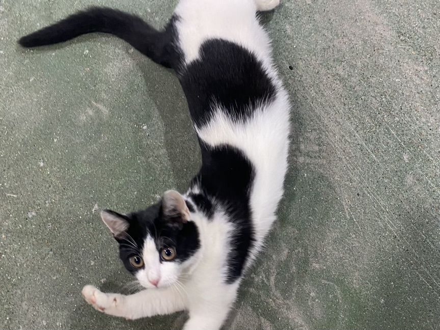 Котенок (девочка) отдадим в хорошие руки
