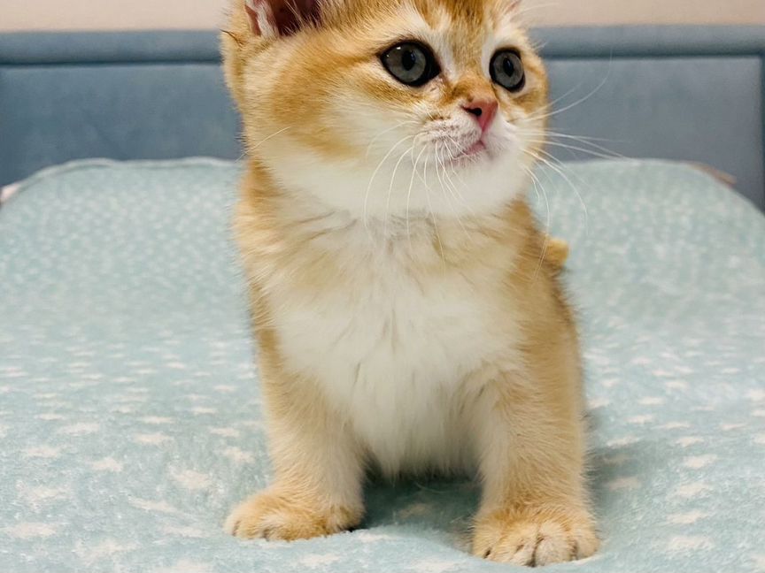 Британские котята золотая шиншилла