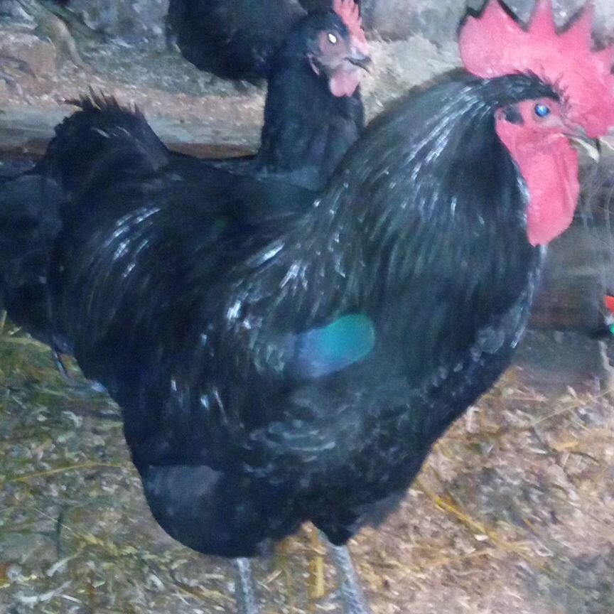 Инкубац. яйцо Джерсийский гигант