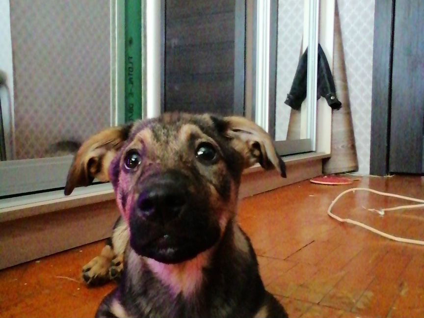 Сабаку в добрые руки