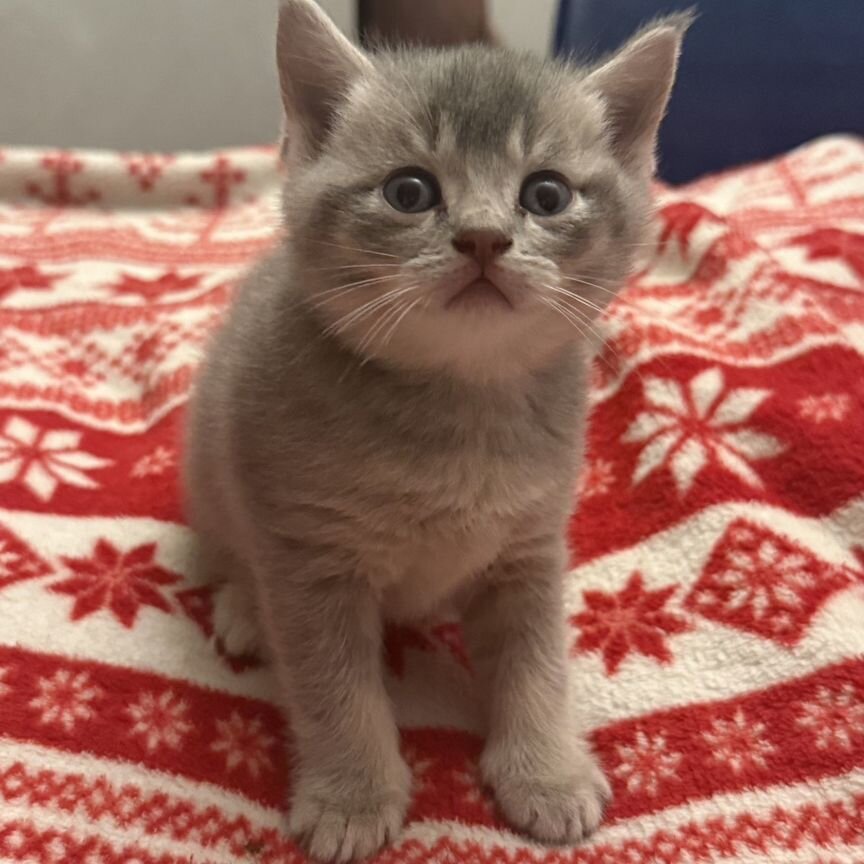 Шотландский прямоухий короткошёрстный котёнок