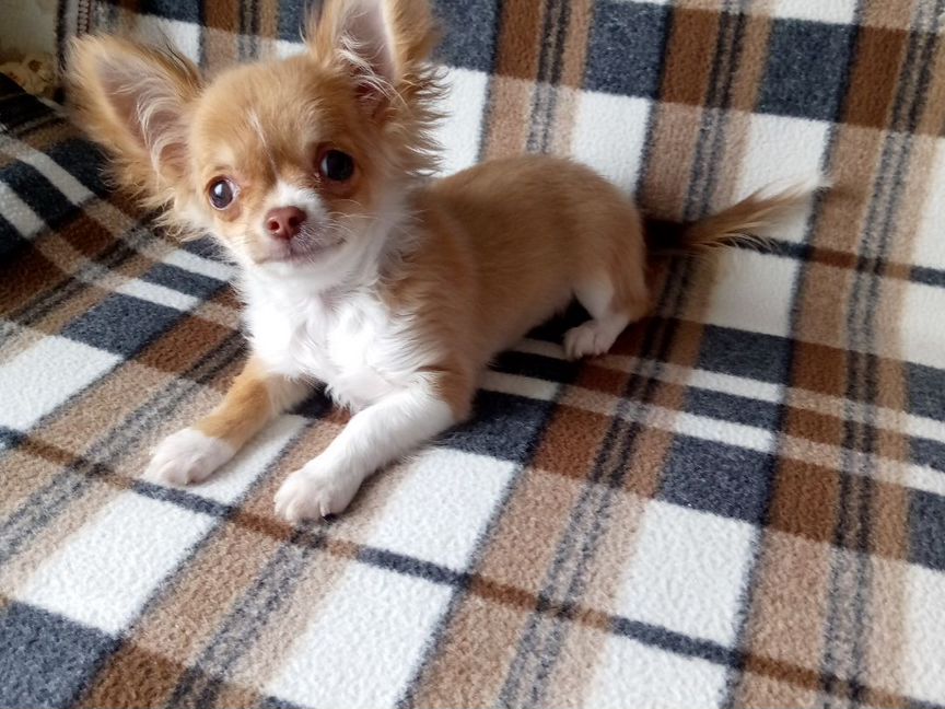 Чихуахуа мини девочка