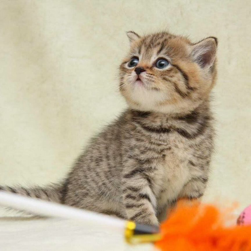 Шотландские котята
