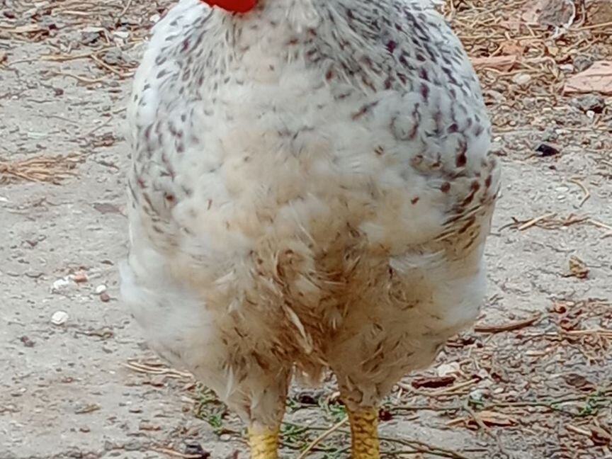 Продам петушков Ред Бро и Мастер Грей