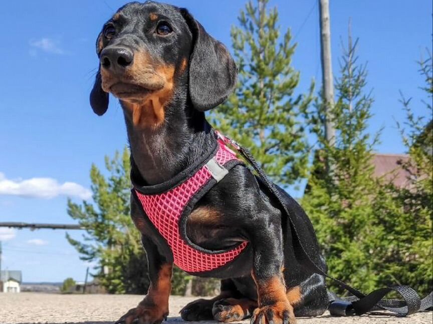 Ищу мальчика таксу