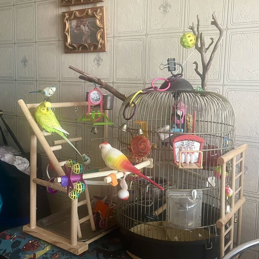 Волнистый попугай