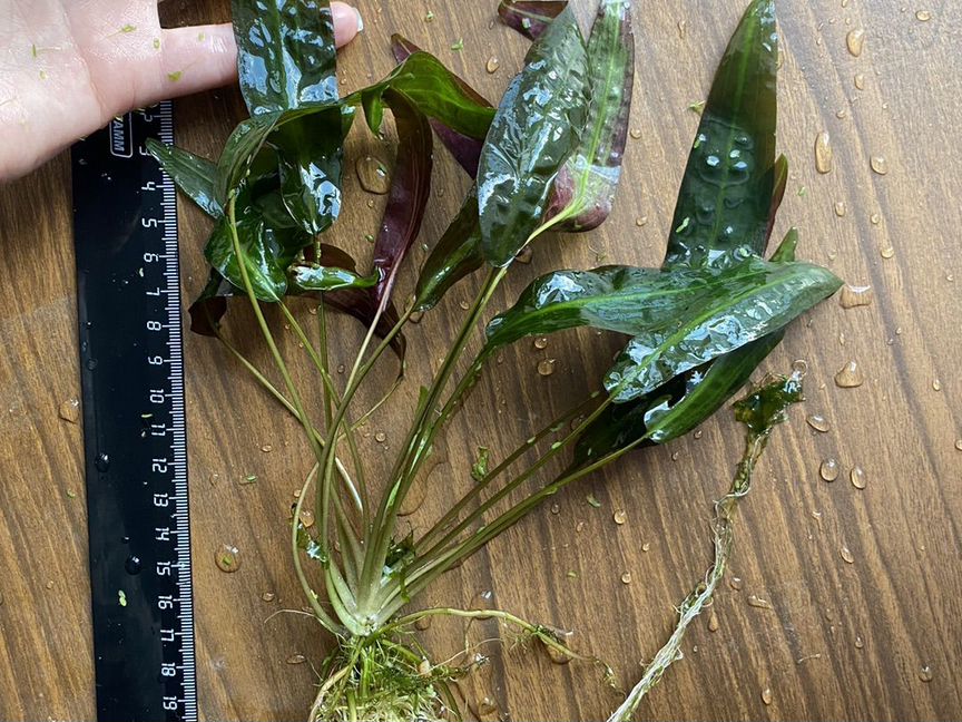 Криптокорина большой куст