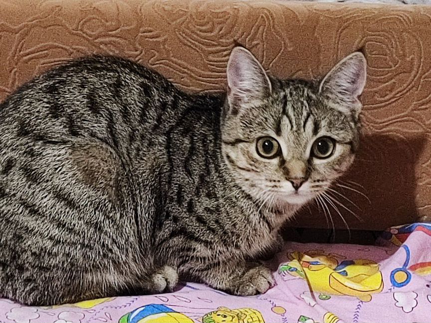 Кошка в дар бесплатно