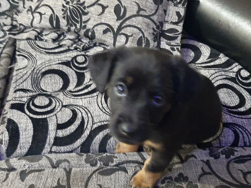 Продам собаку