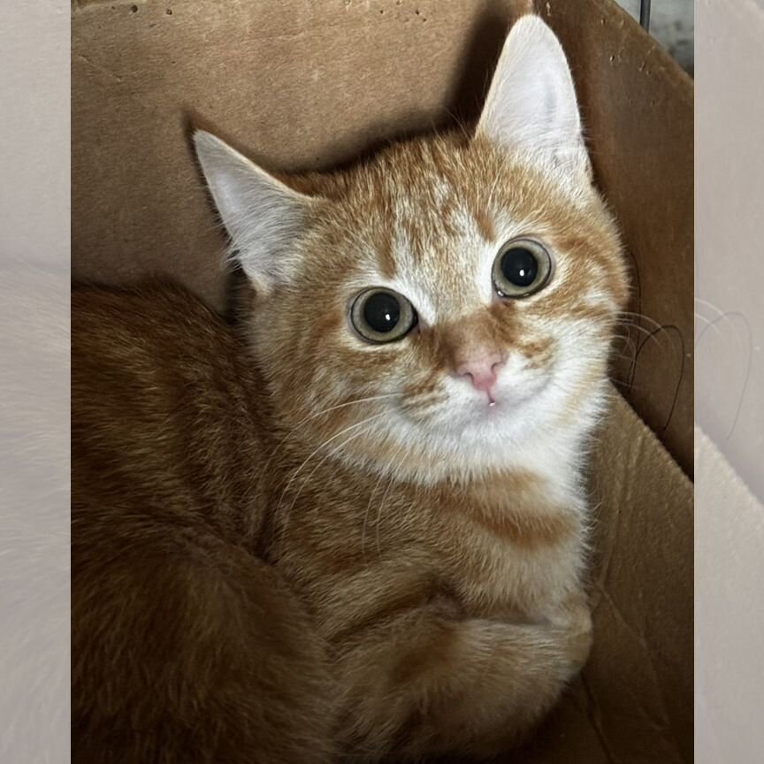 Котёнок в добрые руки