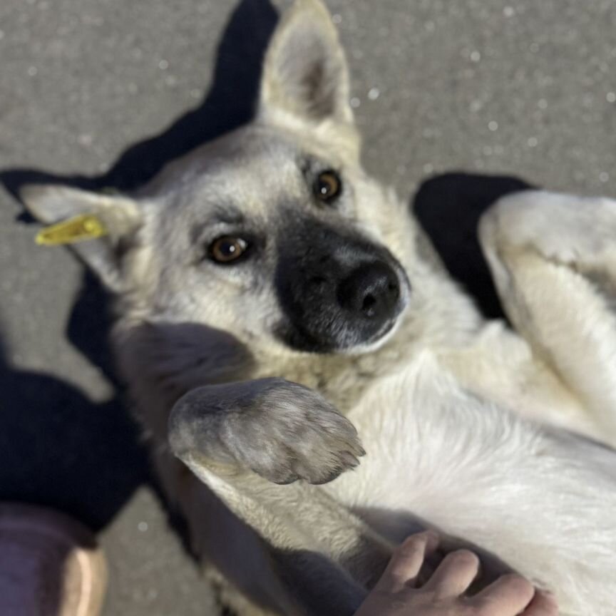 Взрослая собака в добрые руки