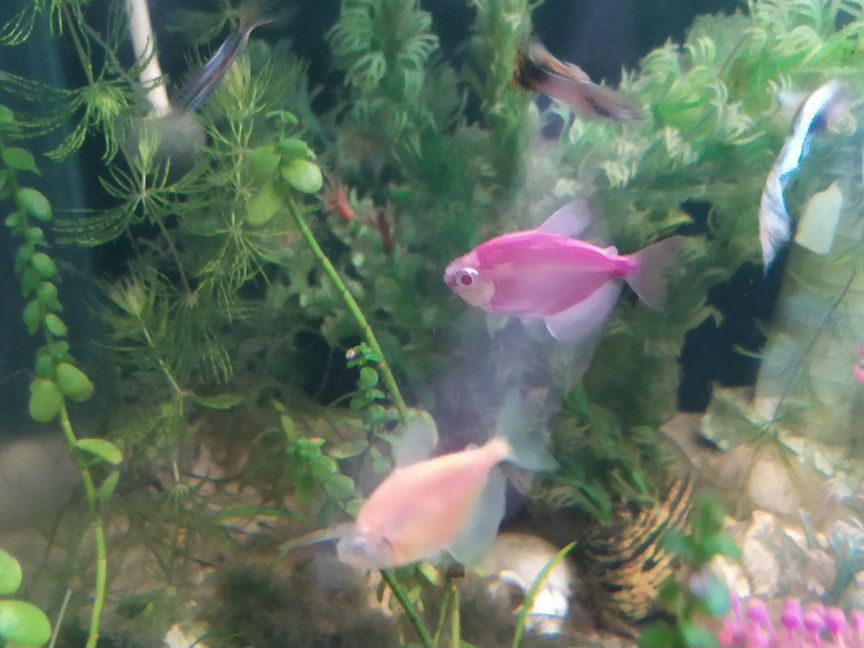 Рыбки тернеция