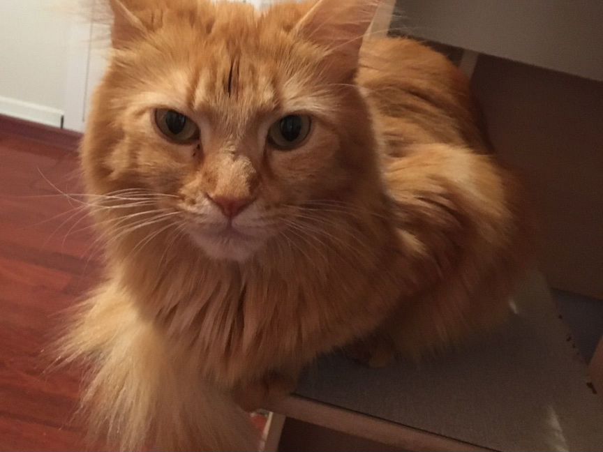 Мэйн кун бесплатно