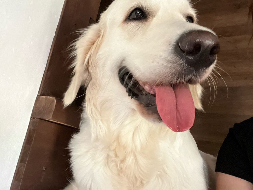 Золотистый ретривер в добрые руки