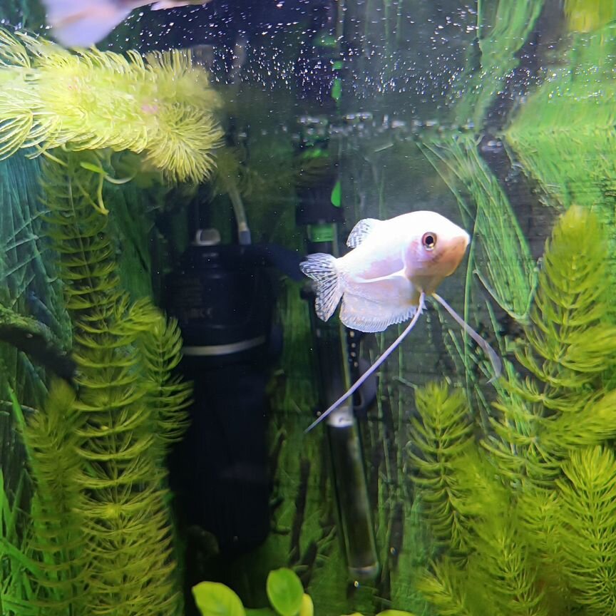 Гурами рыбка(снежинка)