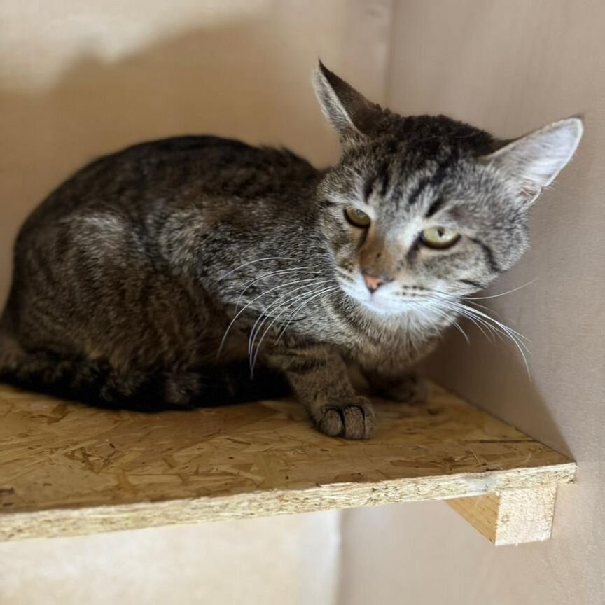 Кошечка была домашней и ей тяжело без человека