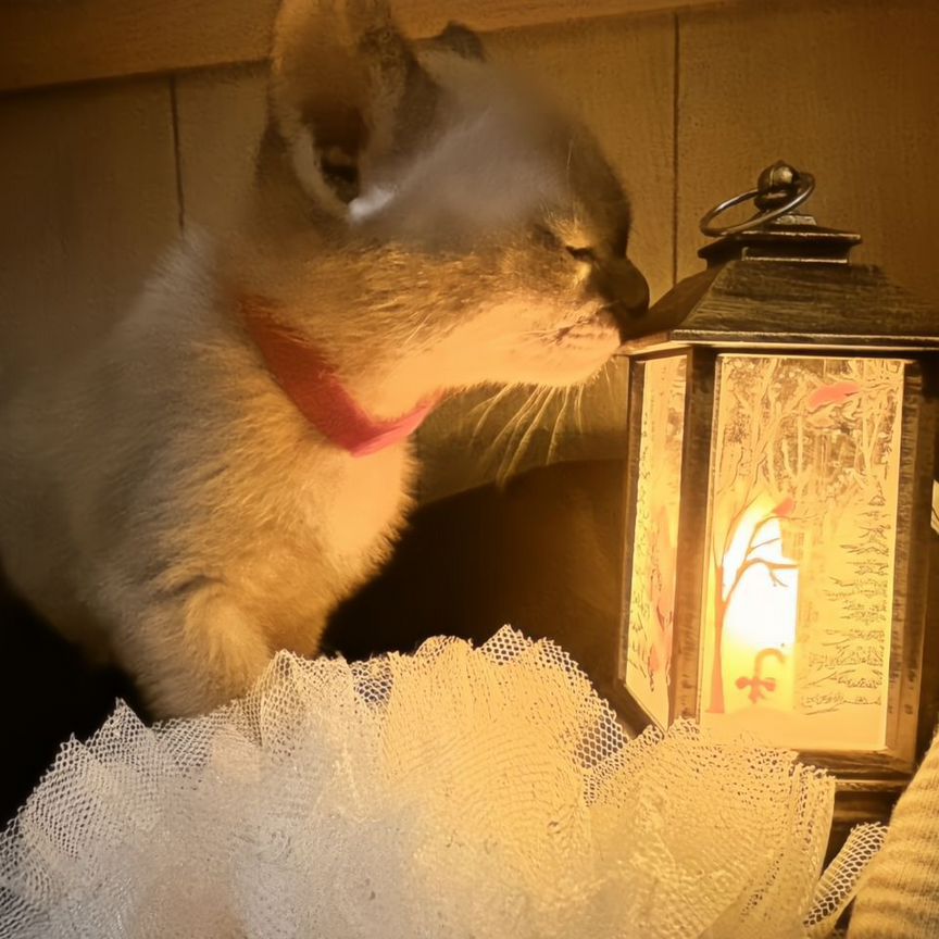 Европейский бурманский котёнок