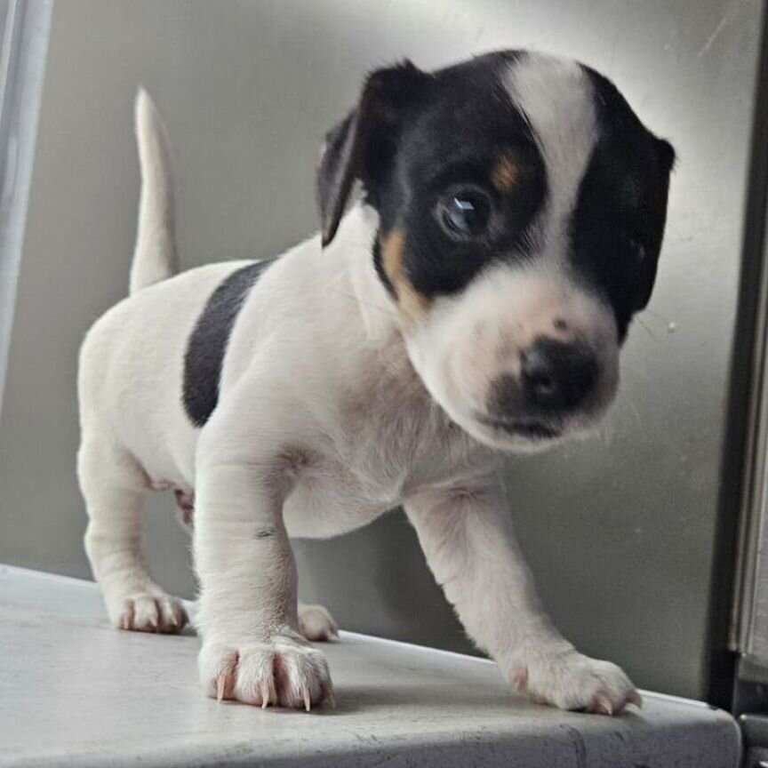 Щенки джек рассел терьер мальчик