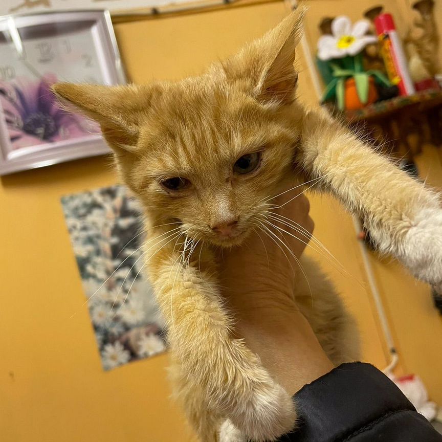 Котик в добрые руки