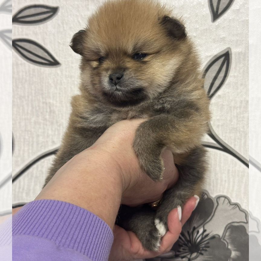 Померанский шпиц, щенок