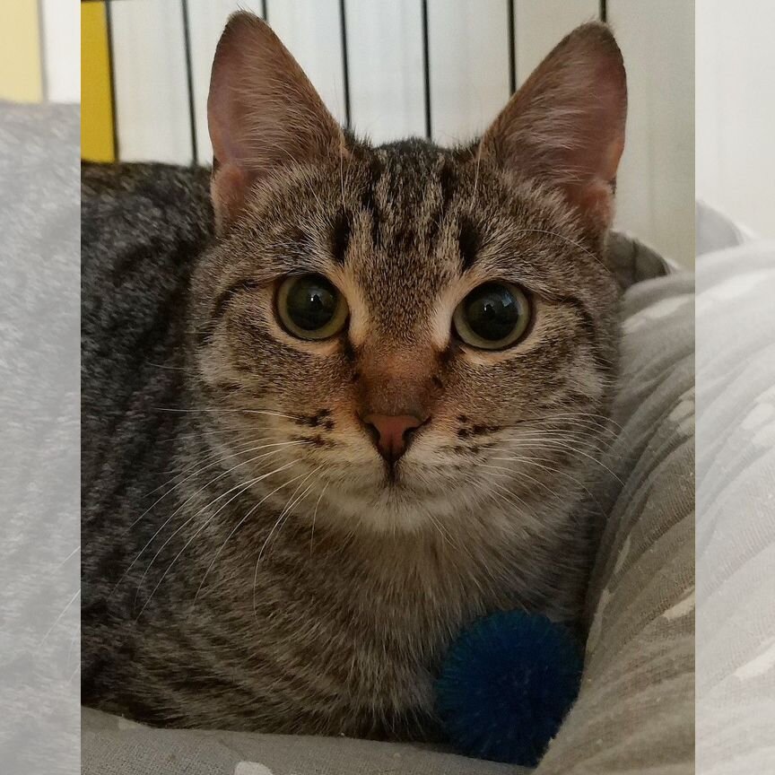 Европейский короткошёрстный котёнок